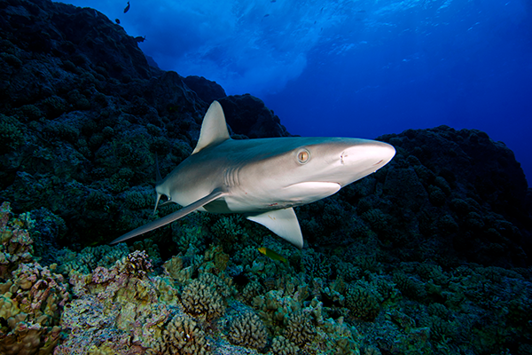 Stand Up For Sharks | Oceana