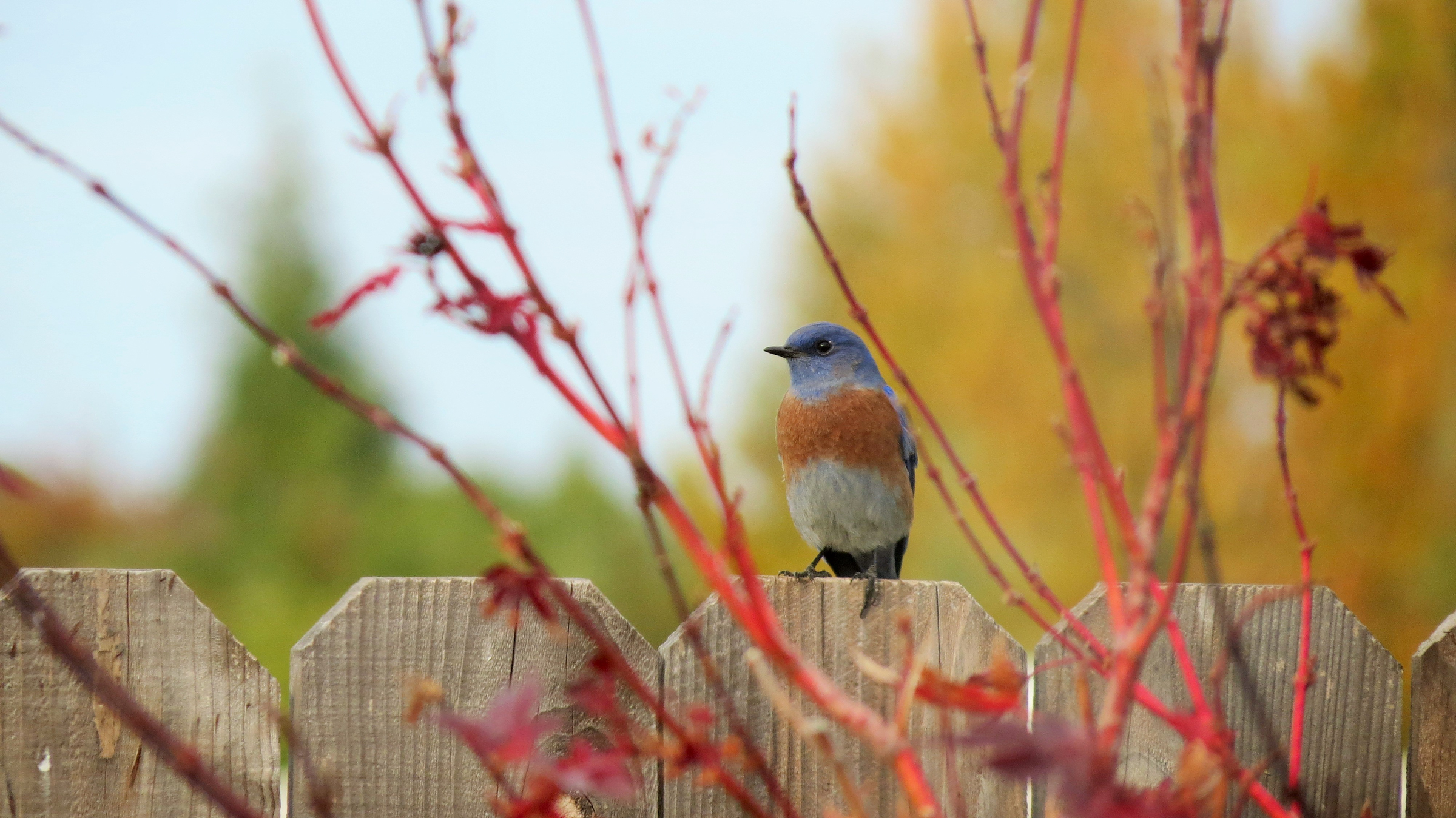 Take Action to Protect Habitat for Birds and People | National Audubon ...