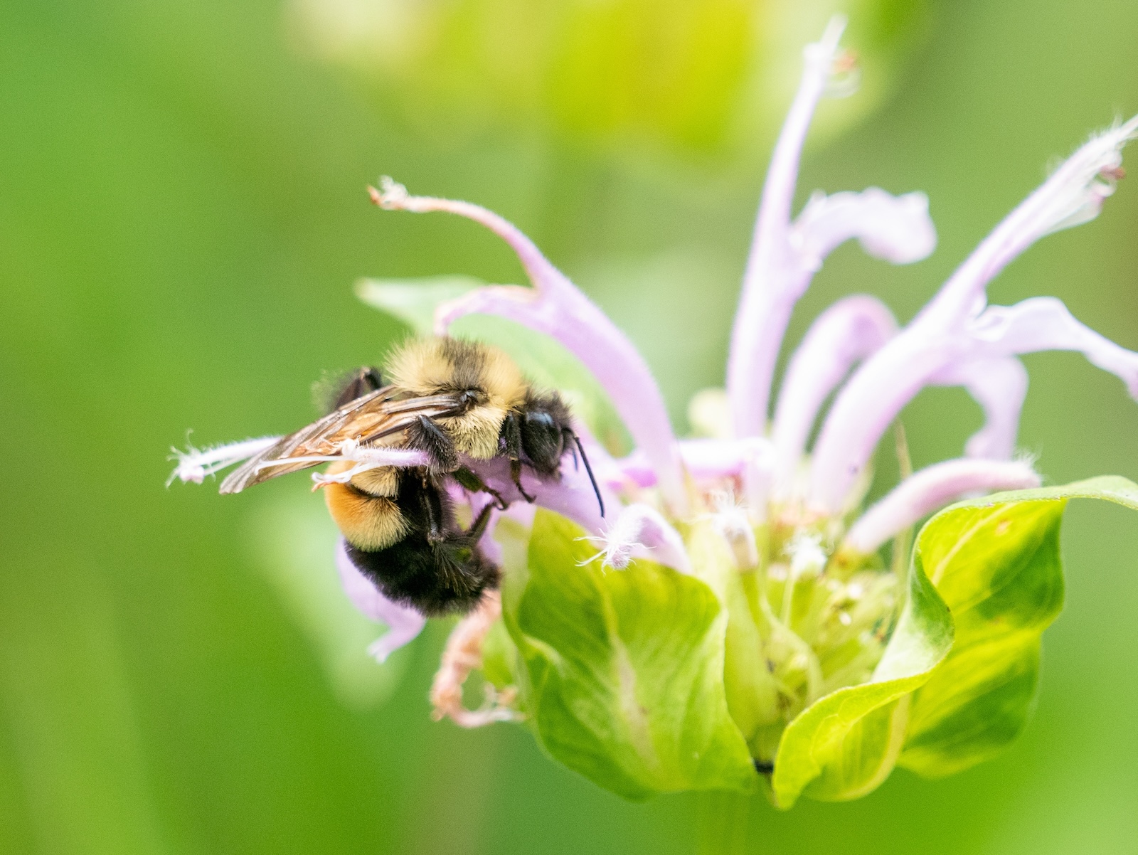 Tell Amazon: Stop selling bee-killing pesticides | Environment America