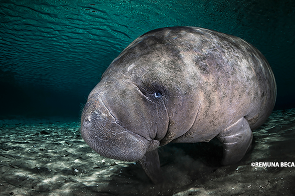 Save Manatees | Ocean Conservancy