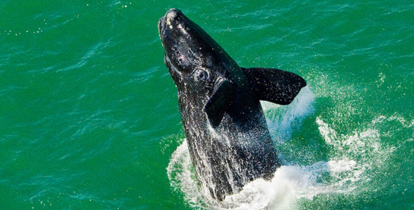 Tell Congress: Protect the North Atlantic Right Whale | Conservation ...