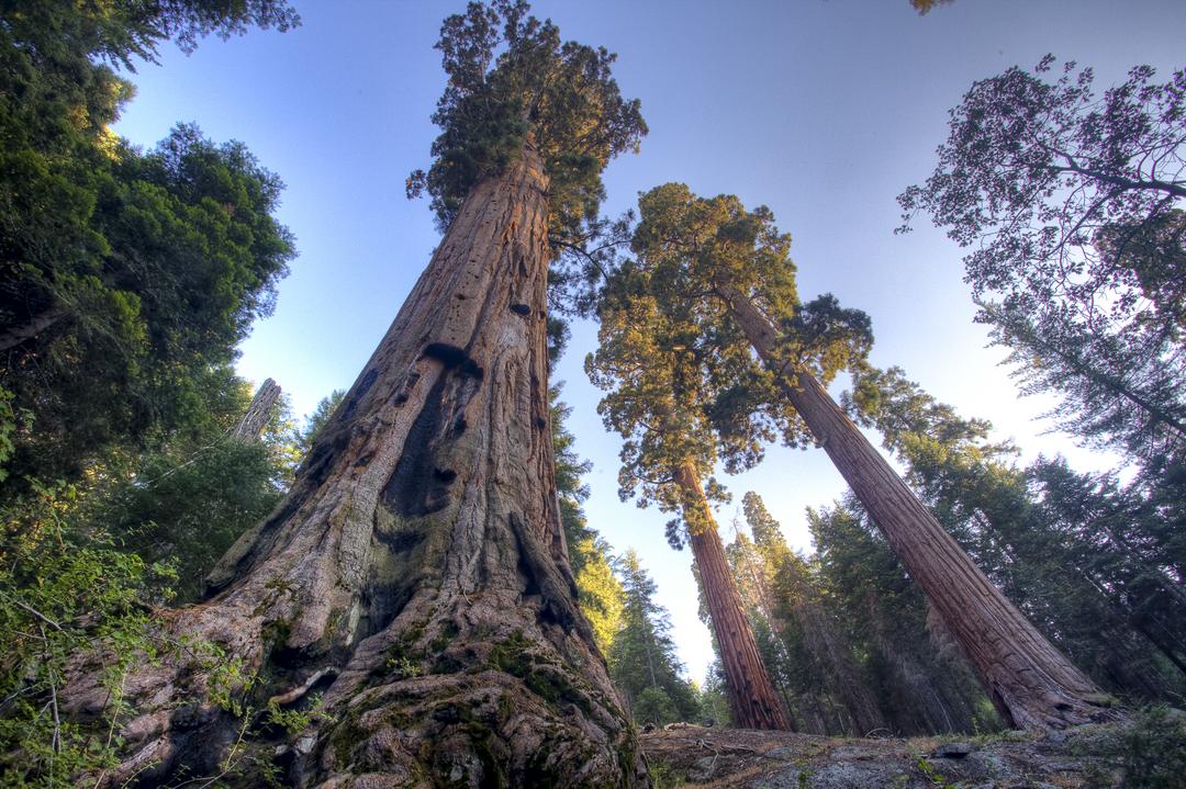 Save and Protect Our Old Growth Forests | Sierra Club