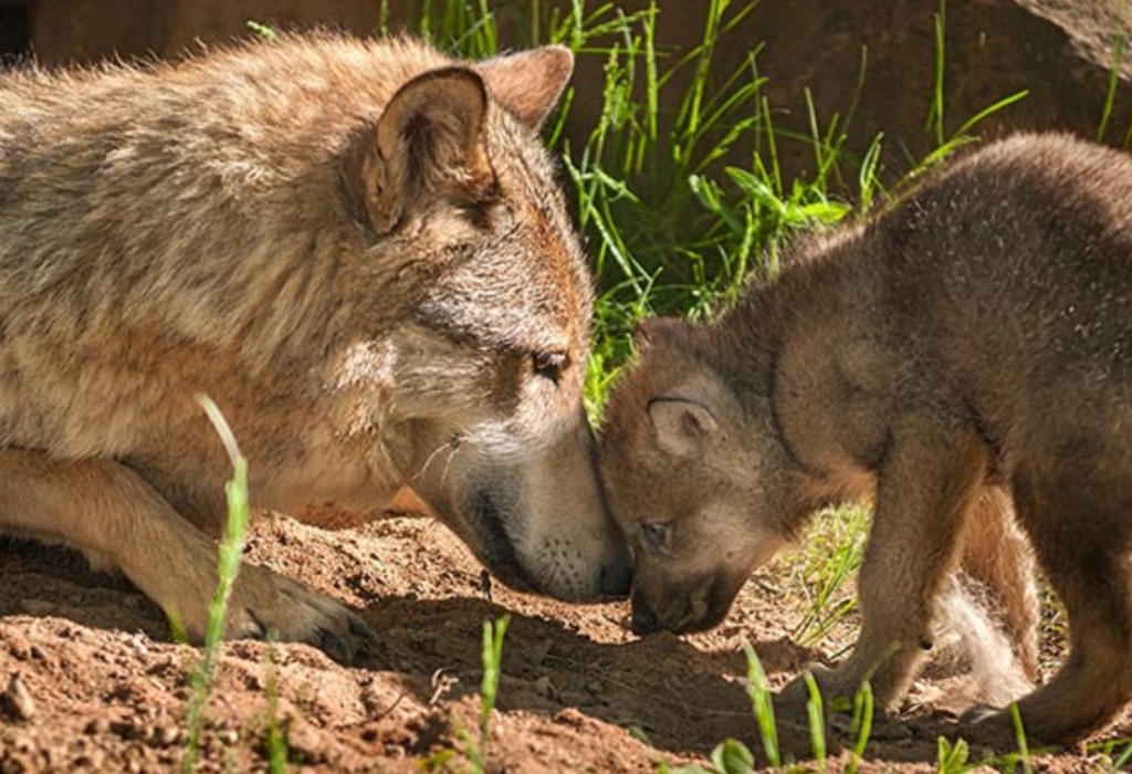 Re-list wolves under the Endangered Species Act! | WildEarth Guardians