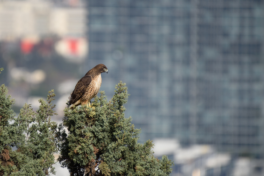 Support Bird Conservation in Cities and Towns | National Audubon Society