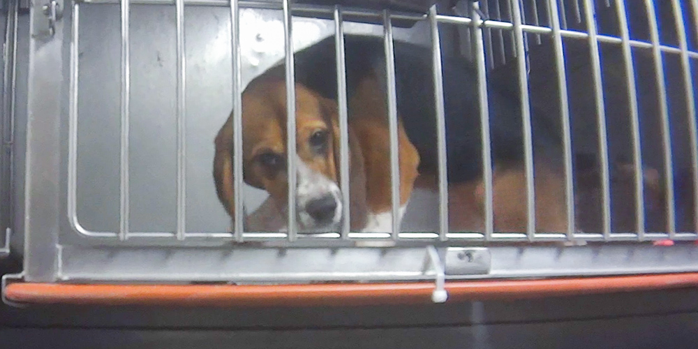 Stand with us to end experiments on dogs | Humane World for Animals
