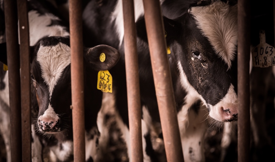 Factory Farming Is Making Climate Disasters Worse | Tipping Point