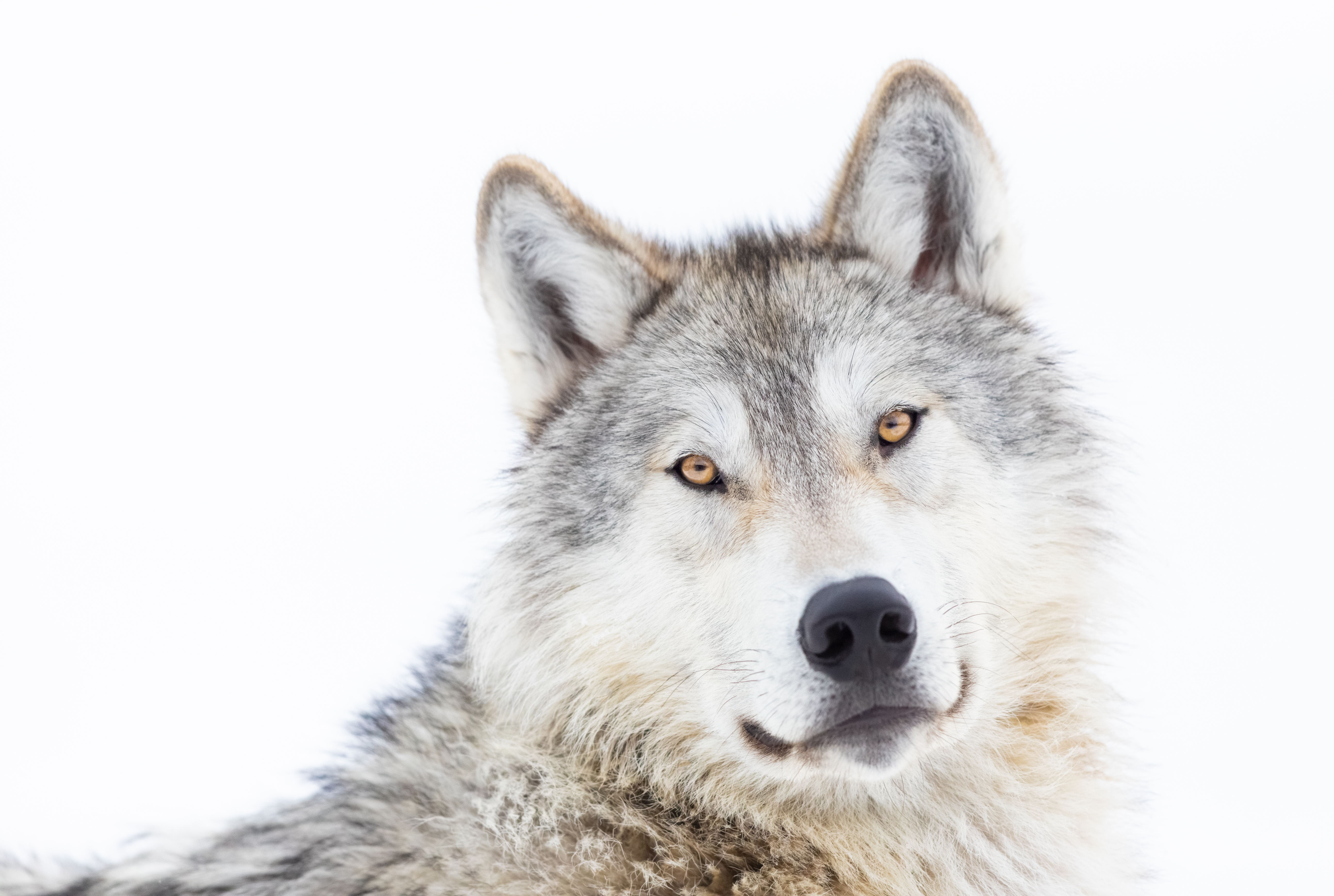 Speak Up: Protect Wolves Across the West | Defenders of Wildlife