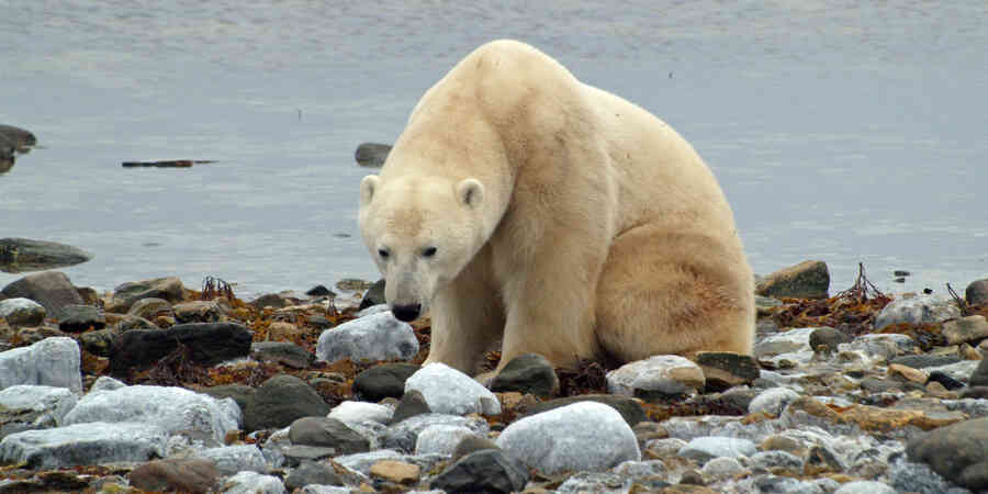 Protect Polar Bears & Precious Arctic Wildlife | Defenders of Wildlife