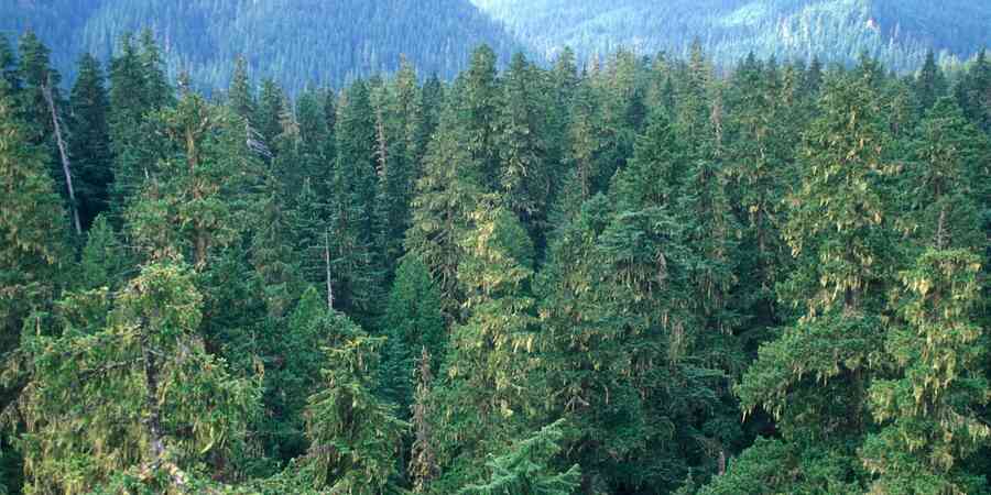 Protect Mature and Old-Growth Forests! | WildEarth Guardians