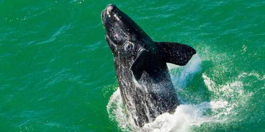 Tell Congress: Protect the North Atlantic Right Whale | Conservation ...