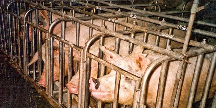 Tell Congress to Ban Inhumane, Toxic Factory Farm CAFOs | Toxin Free USA