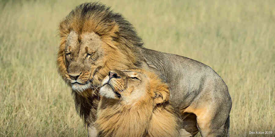 Sign the pledge to end trophy hunting | Humane World for Animals