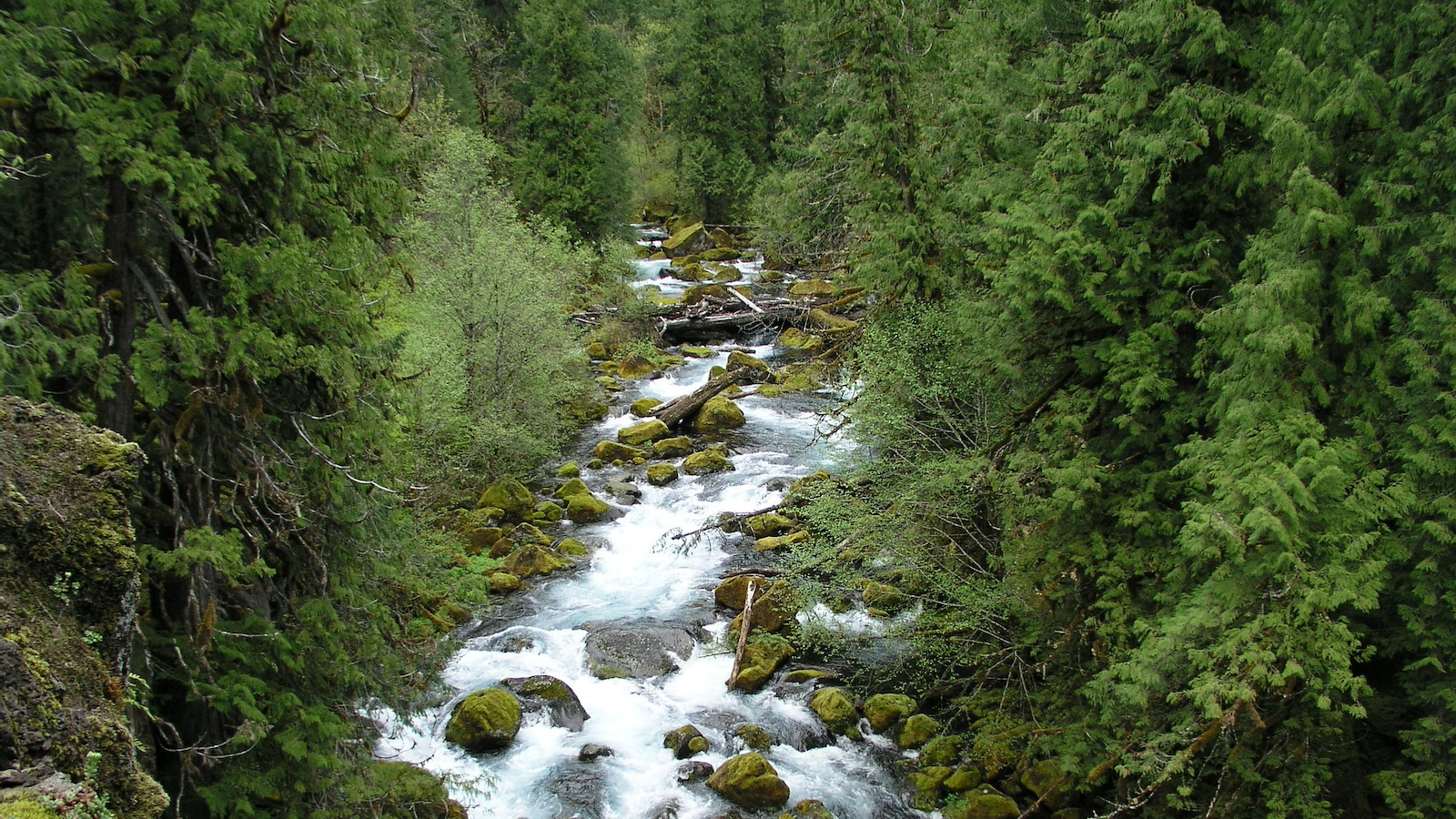 Tell your senators: Defend 45 million acres of wild forest ...
